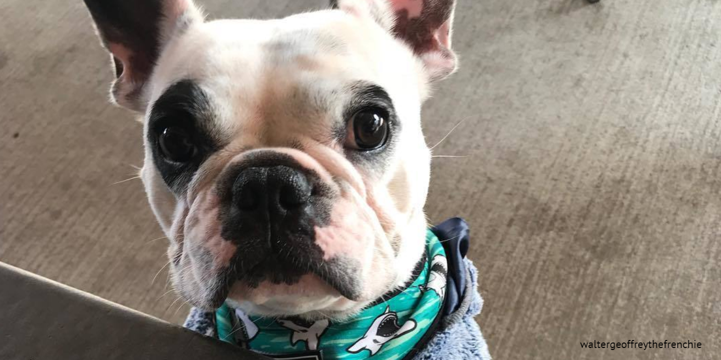 Crazy Llama - A Must-See: Walter The French Bulldog Sings Opera!